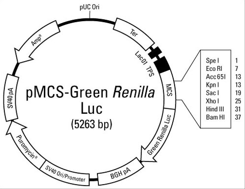pMCS-Green Renilla Luc 10μg - 炼石商城