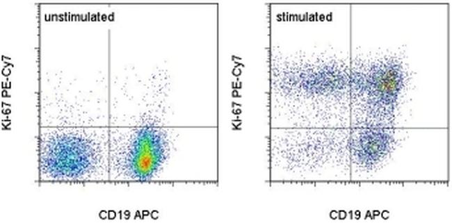 Anti-Ki-67 Antibodies | Invitrogen