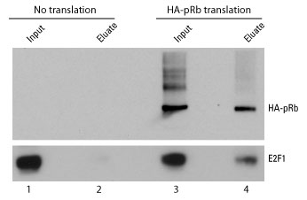 Pierce HA-Tag IP/Co-IP Kit - 炼石商城