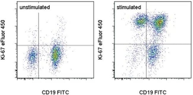 Anti-Ki-67 Antibodies | Invitrogen