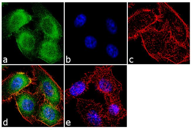 Gephyrin Antibody (720218) in IF | Thermo Fisher Scientific - KR