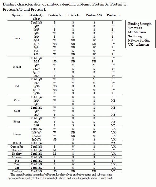 Antibody-binding protein characteristics | Thermo Fisher Scientific - JP