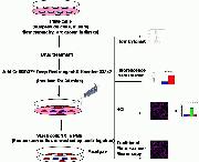 CellROX Deep Red Reagent, for oxidative stress detection - Thermo ...